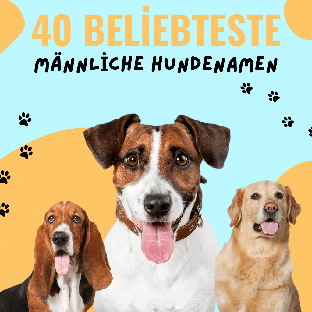 40 Beliebte Männliche Hundenamen und Ihre Bedeutungen - Bloggink.de
